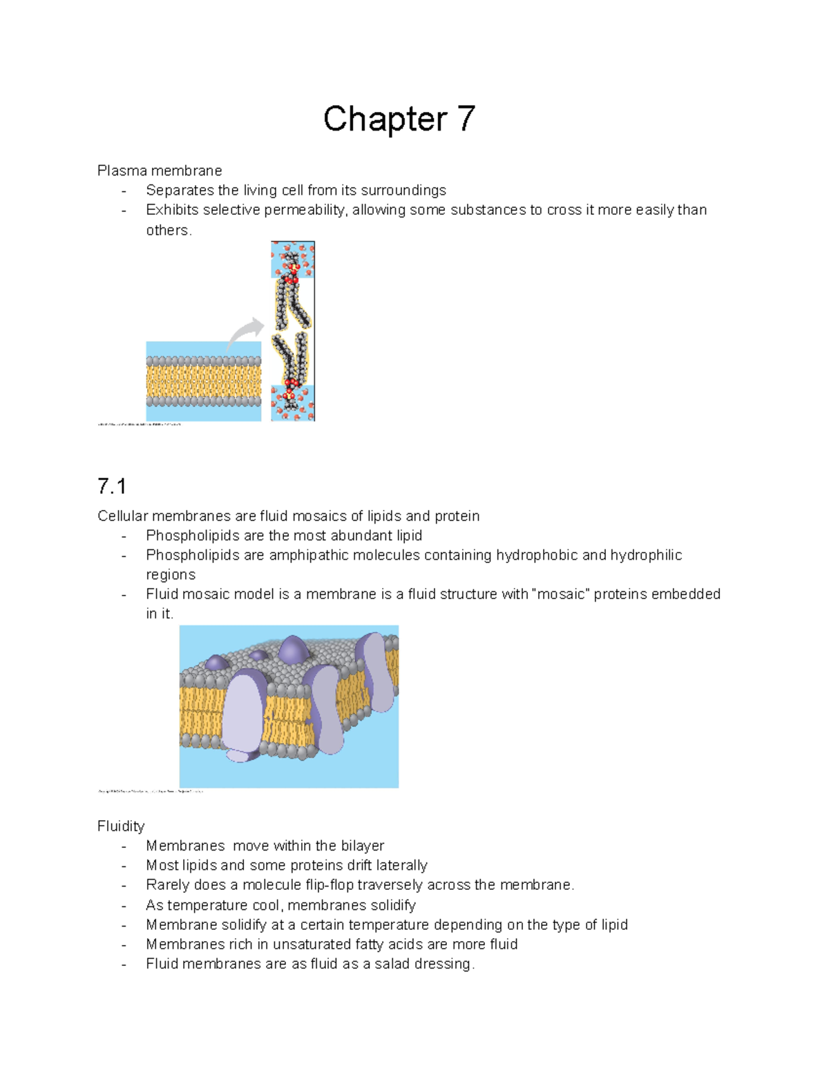Biology Chapter 7 - Chapter 7 Plasma membrane - Separates the living ...