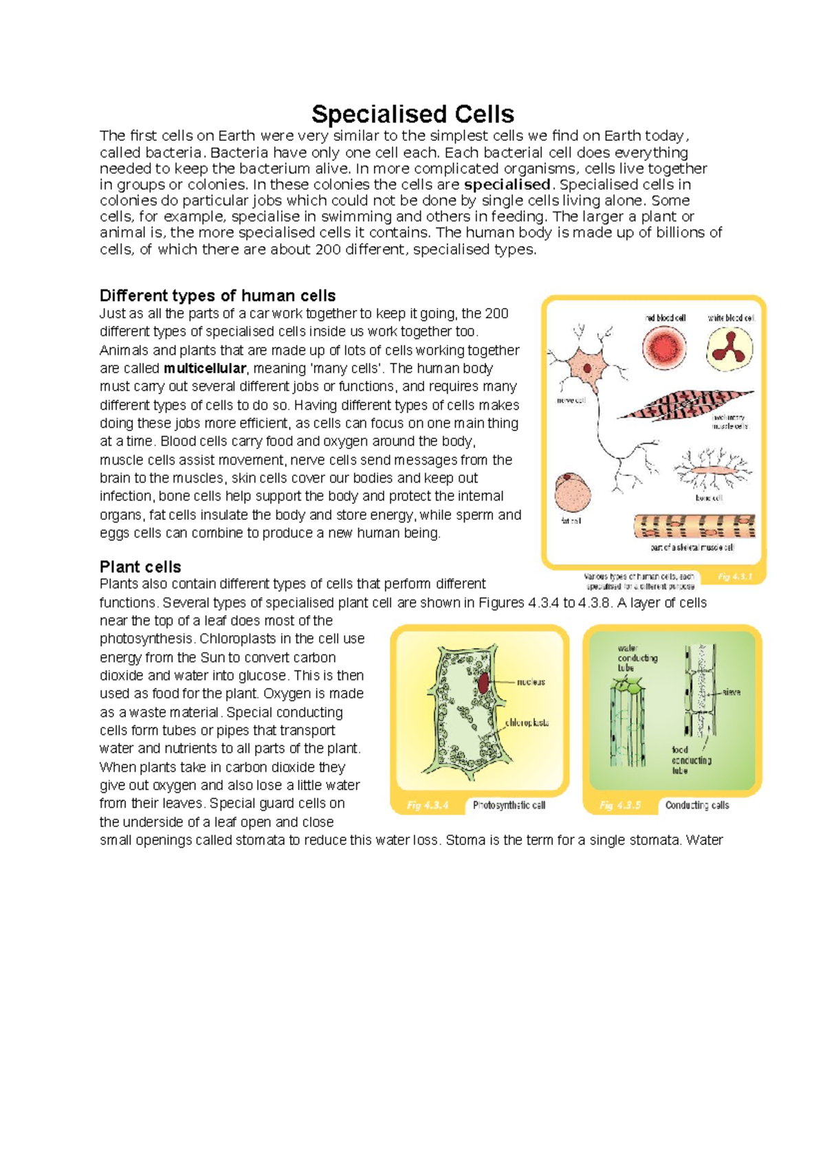 01. Specialised Cells: Functions and Types in Multicellular Organisms ...