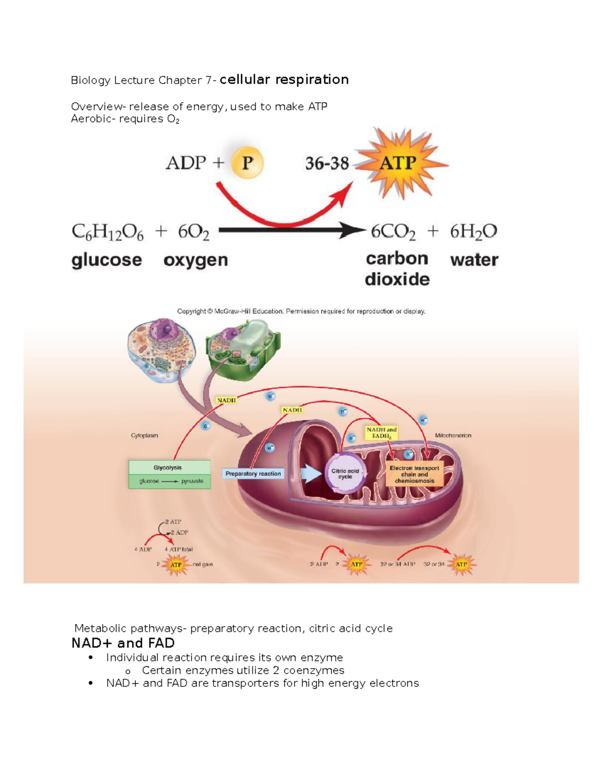 Biology Lecture Chapter 7- Cellular Respiration - Biology Lecture ...