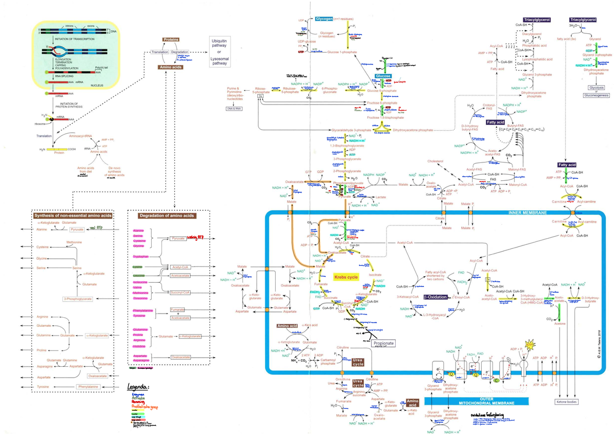 Metabolic Pathway Overview: Lipase and Related Enzymes - Studeersnel