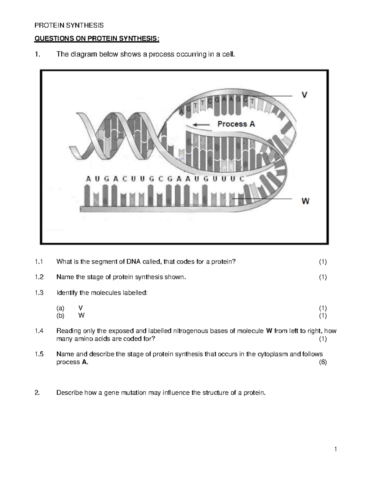 Protein Synthesis Questions: A Detailed Study Guide for 2023 - Studocu