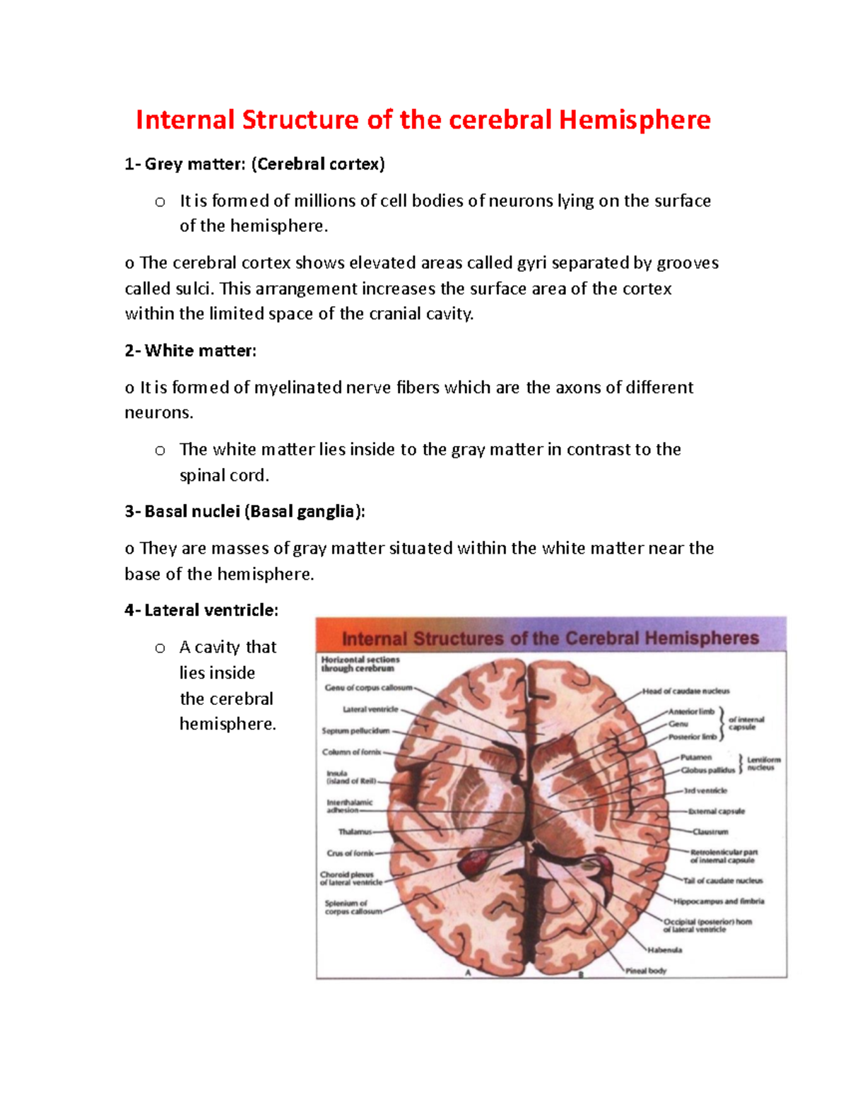 Paracentral Lobule Is Supplied By