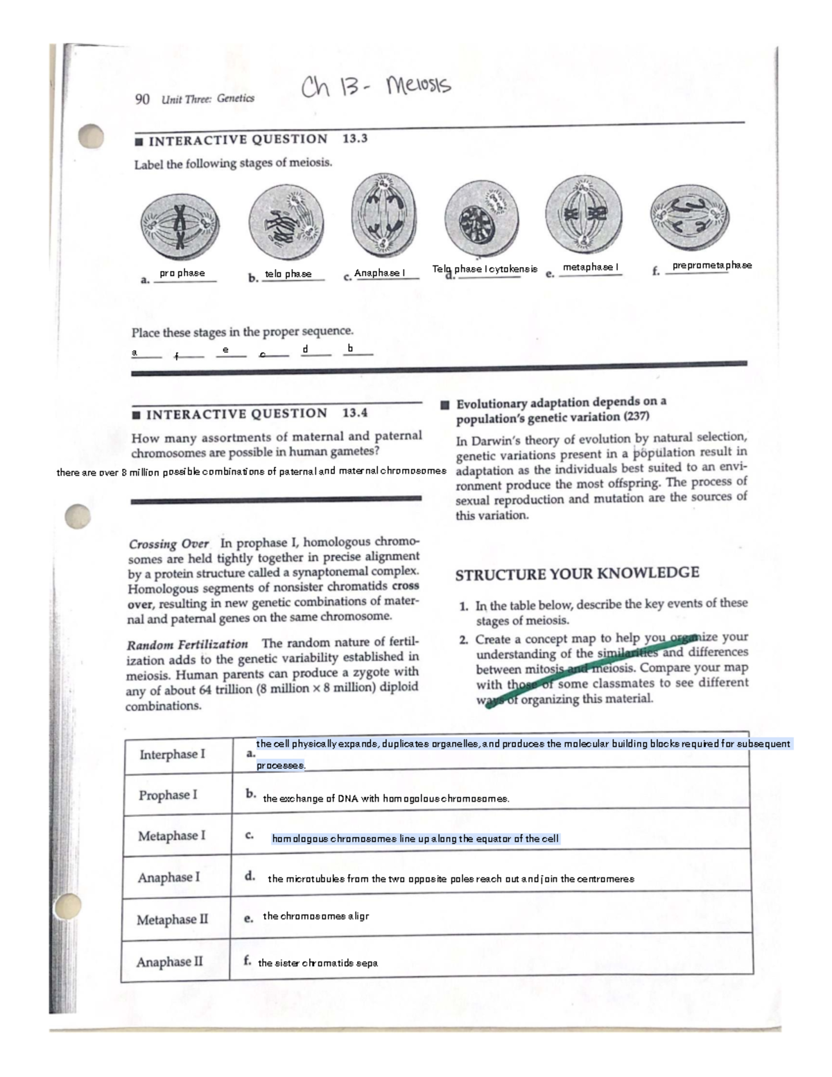 Ch 13 Meiosis WS: Interactive Questions & Key Concepts - Studocu