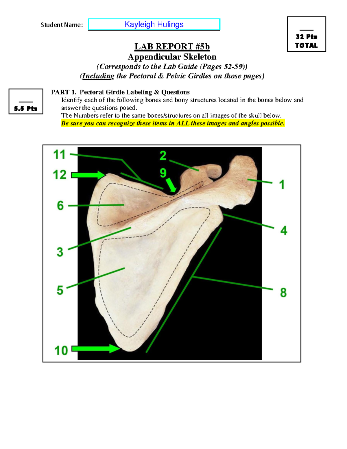 Lab Practical Report 5b - LAB REPORT # 5 b Appendicular Skeleton ...