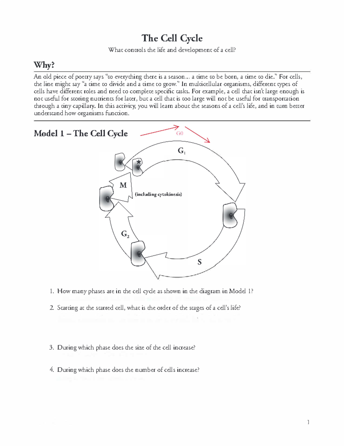 Cell Cycle POGIL Student Worksheet - Biology Fa2022 - Studocu