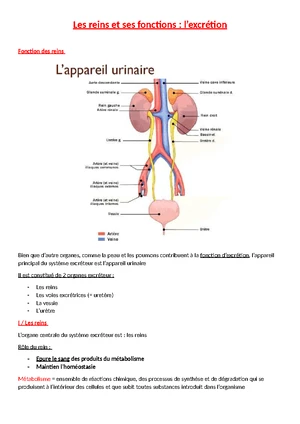 Cours sur l'excrétion et la fonction des reins: anatomie et physiologie ...