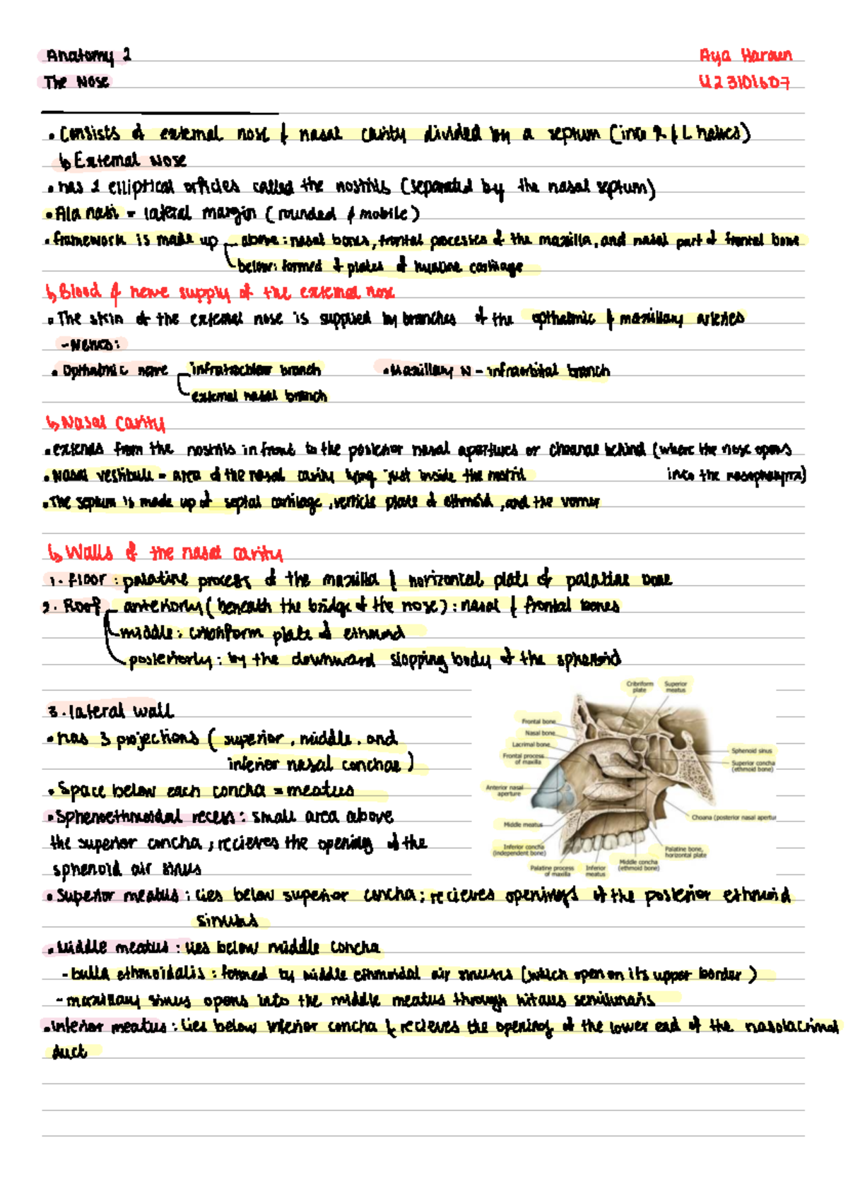 Anatomy 2 Lecture Notes: The Nose - Dr. Muna 423101607 - Studocu