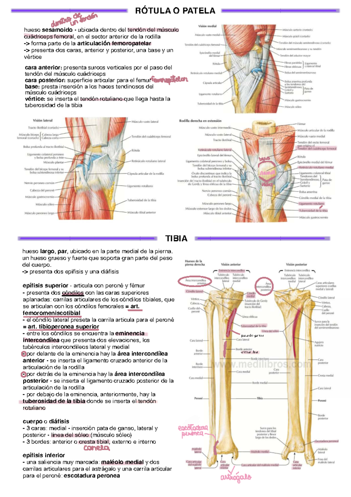 Eminencia Intercondílea Tibial