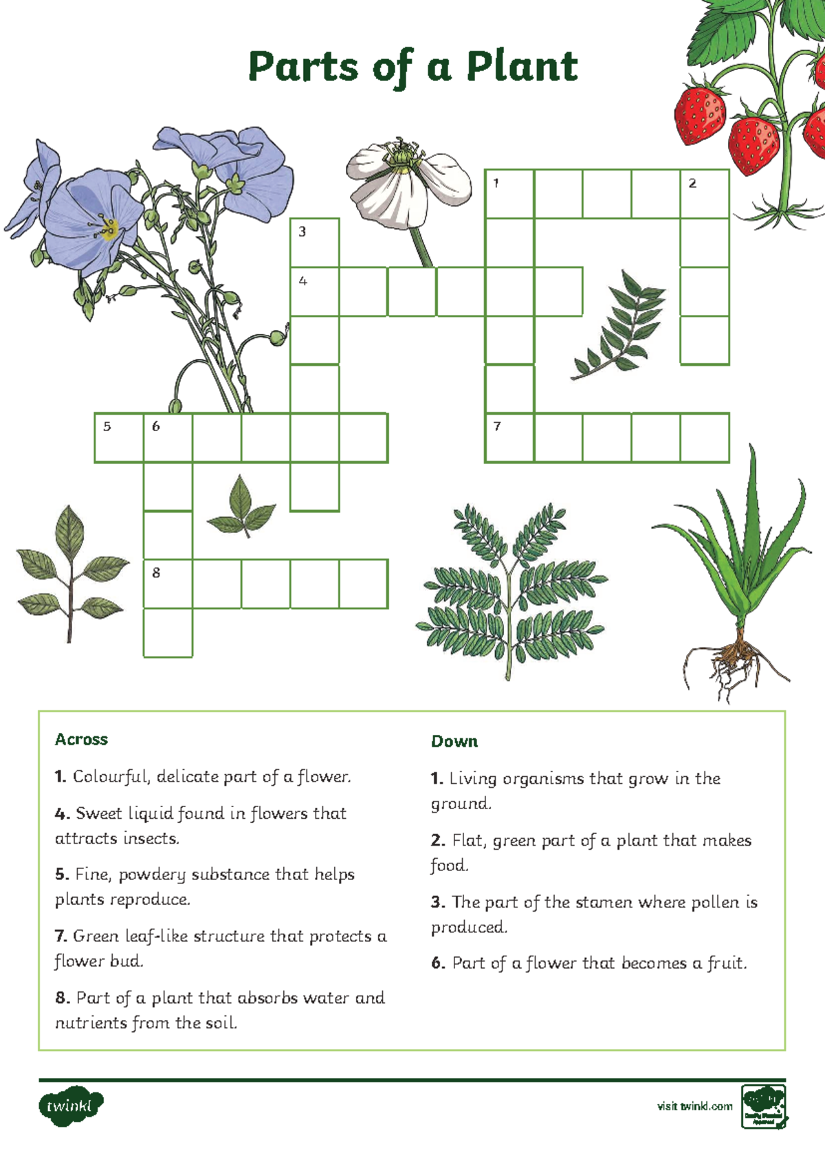 Plant Parts Crossword Puzzle: Fun Learning Activity - Studocu