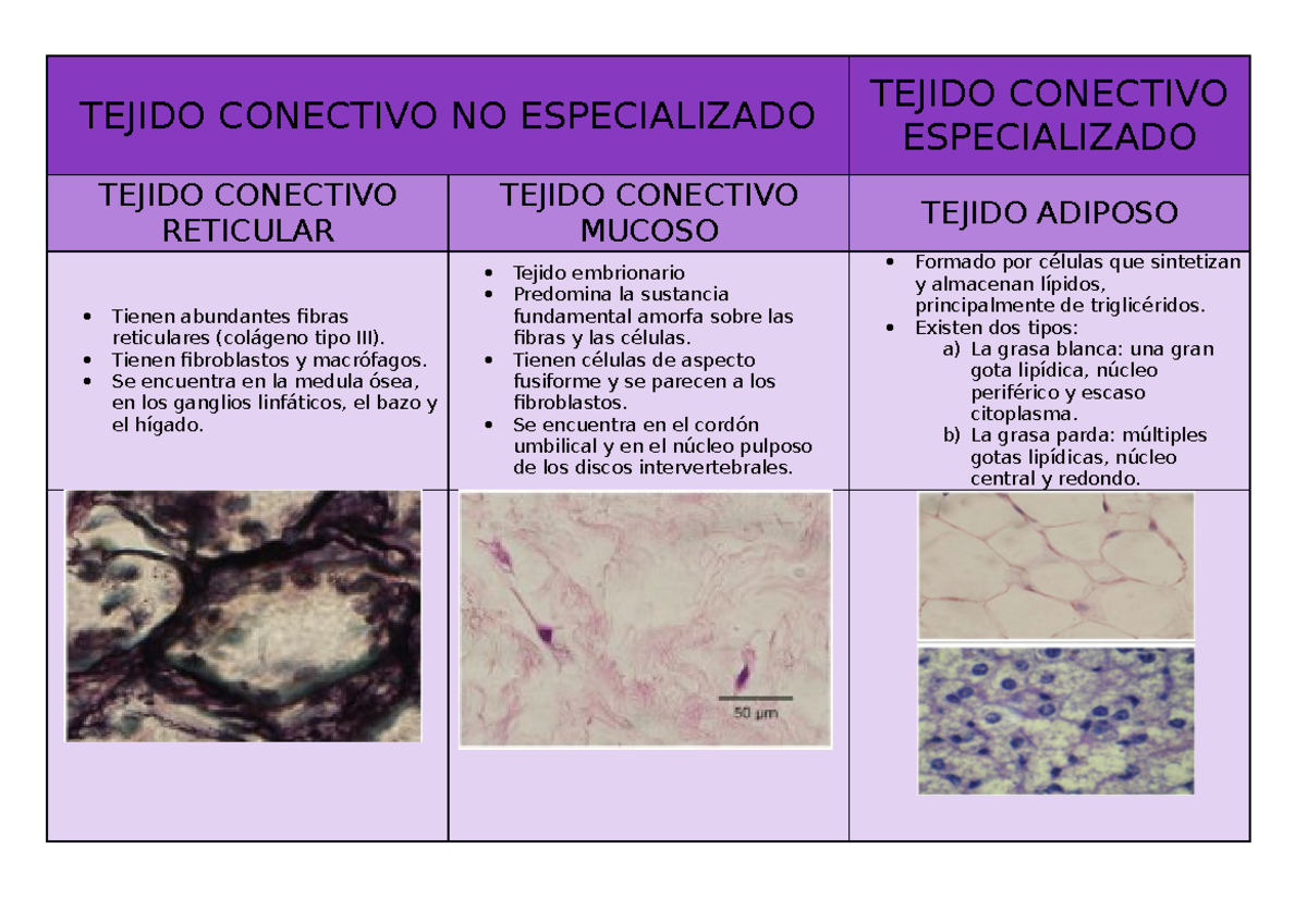 Tejido Conectivo Reticular, Mucoso y Adiposo: Características ...