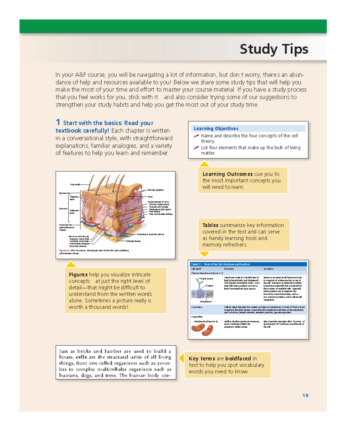 Study Tips for Mastering Cells and Tissues (BIO101) - Studocu