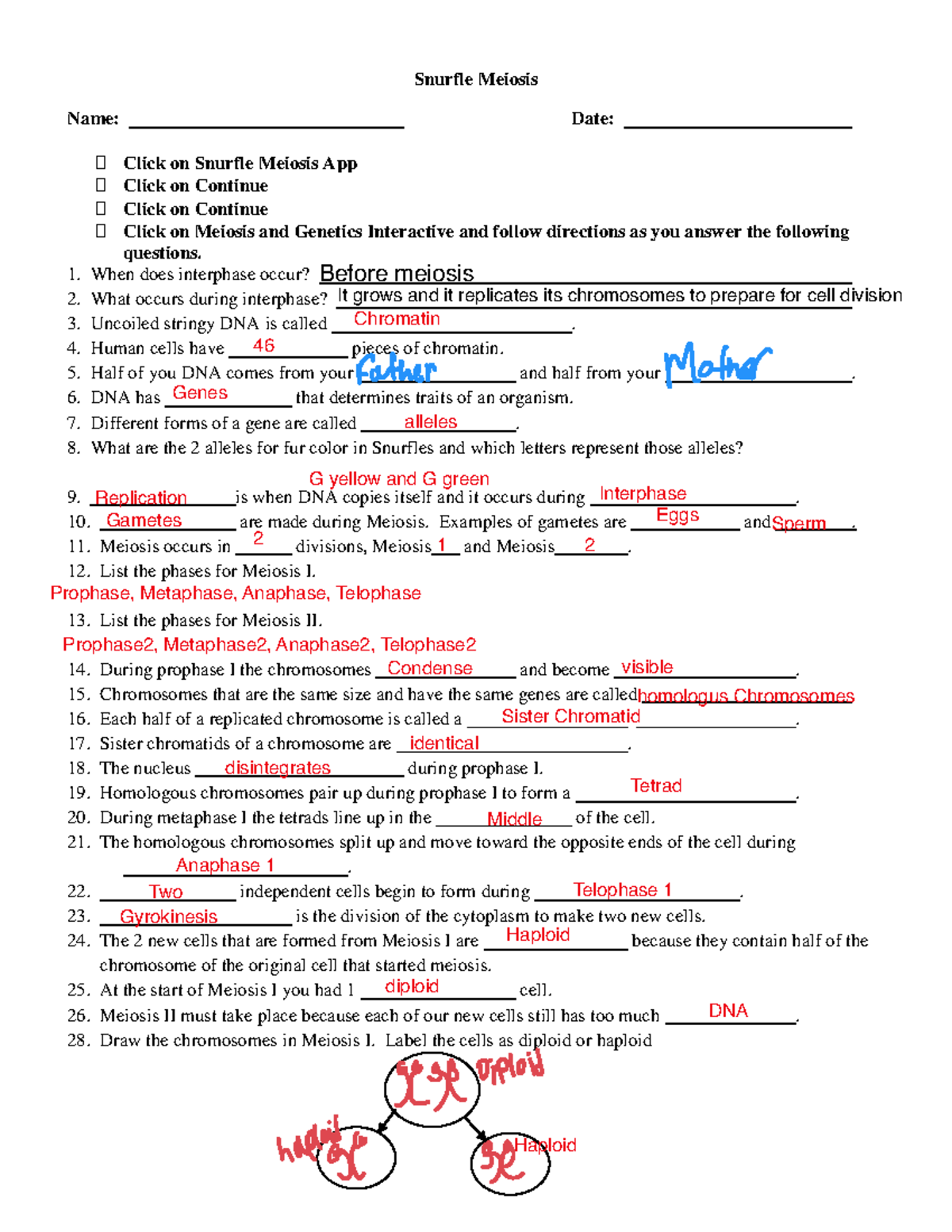 Snurffle Meiosis Study Guide: Key Concepts & Terms Summary - Studocu