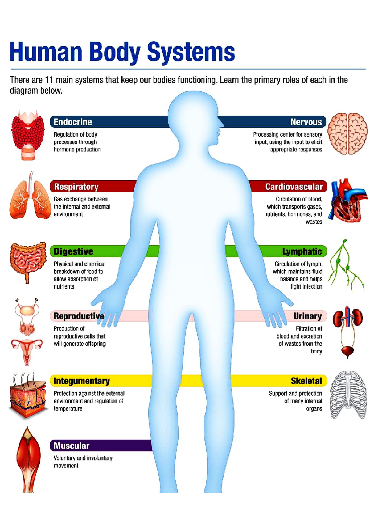 Human Body Systems Overview: Functions of 11 Key Systems - Studocu