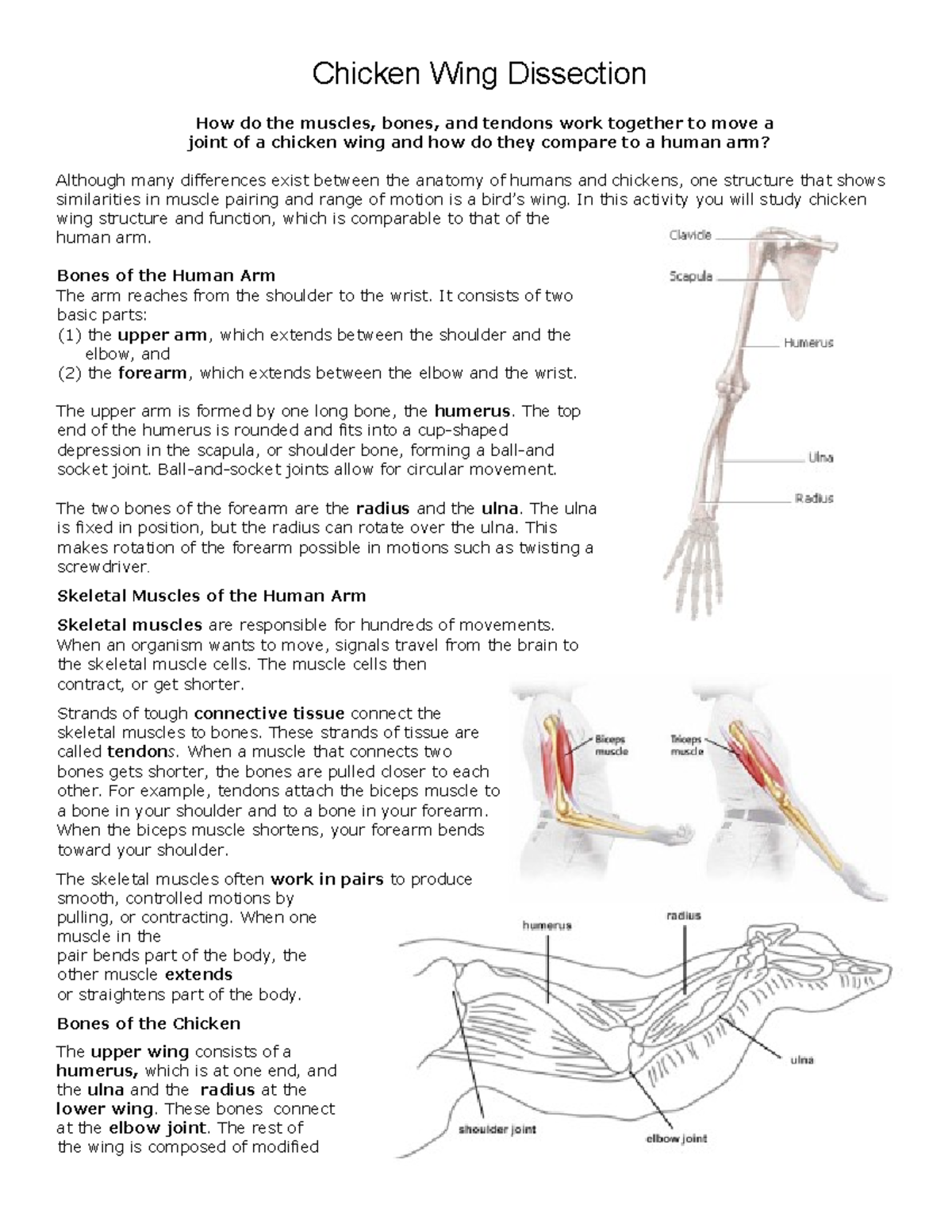 Chicken Wing Dissection: Exploring Muscles & Joints Mechanics - Studocu