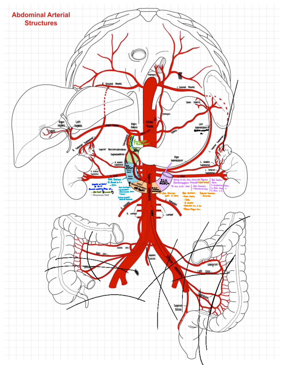 Anatomy of the Gastrointestinal Tract: Key Structures and Contacts ...