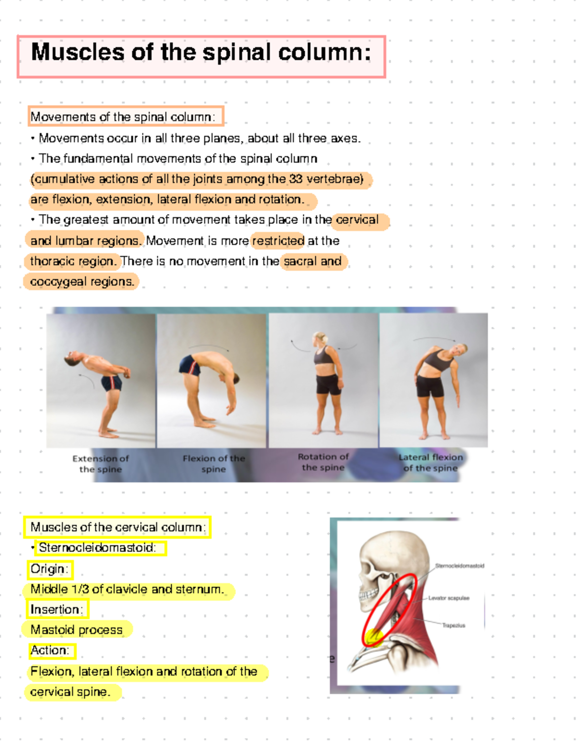 HMSA111-Muscles of the Spinal Column Study Notes - Studocu