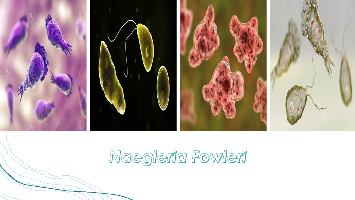 Naegleria fowleri - Naegleria Fowleri AGENDA o Ameba de vida libre o ...