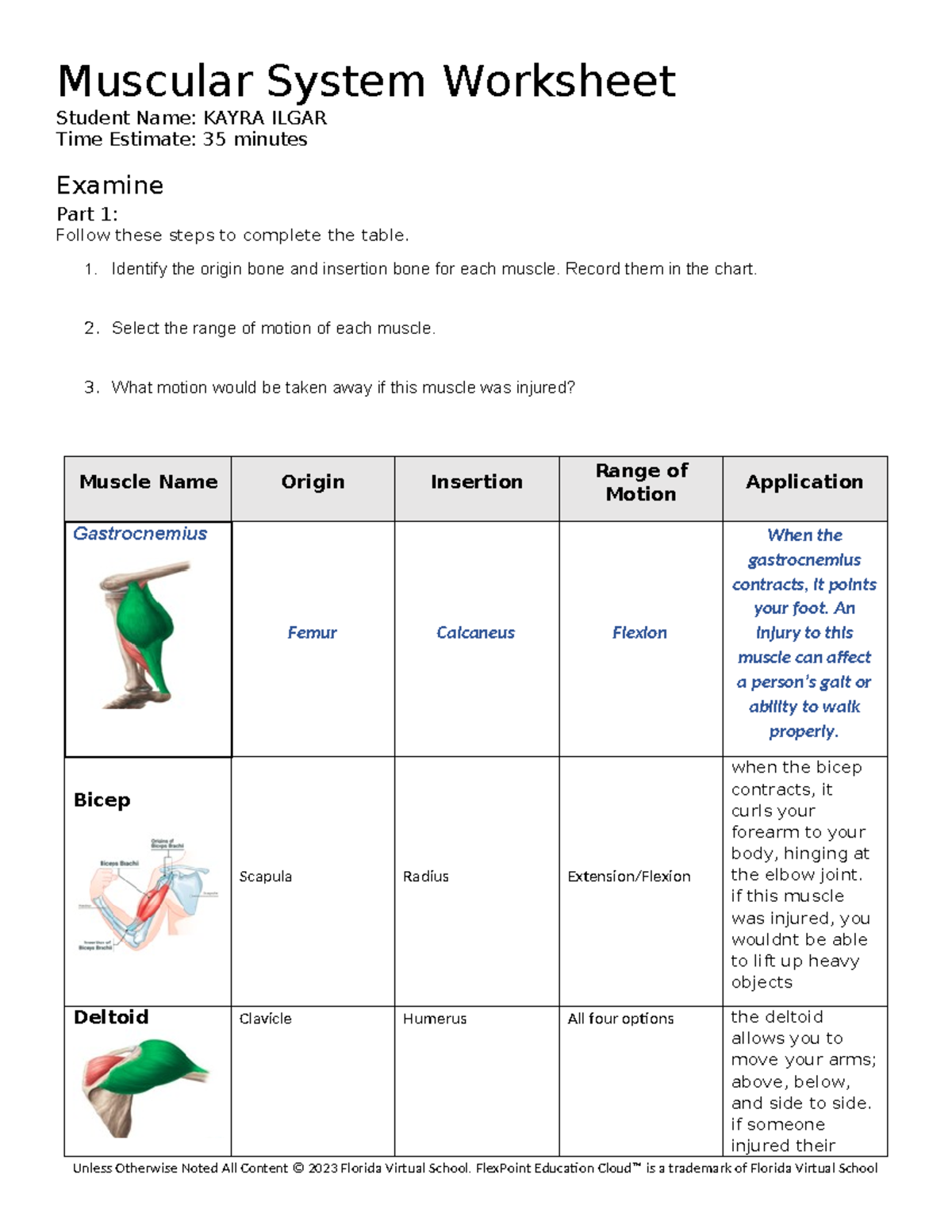 Molecular Systems Worksheet: Muscular System Study Guide (2.04) - Studocu