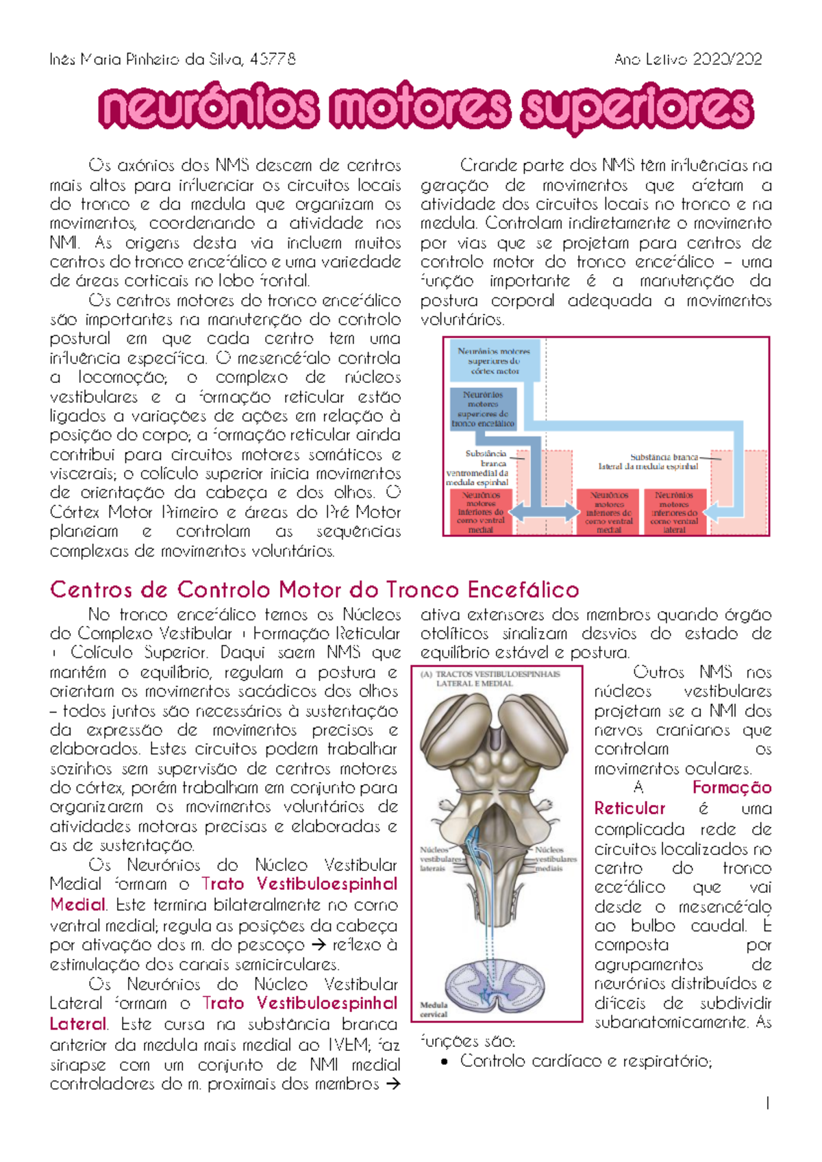 Os Neurónios Motores Superiores - Os axónios dos NMS descem de centros ...