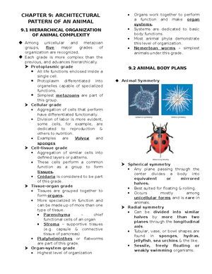 Original Transes Template - Gross Anatomy AY 1st Shifting Exam Title of ...