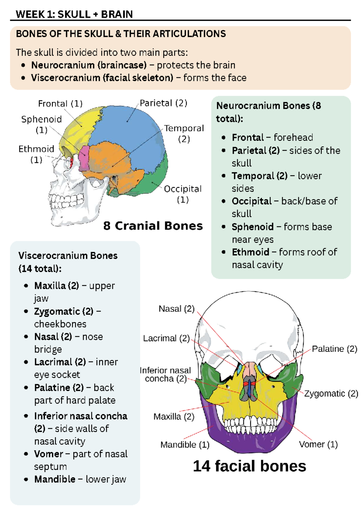 HUBS 1-2: Anatomy of the Skull and Brain Structures - Studocu