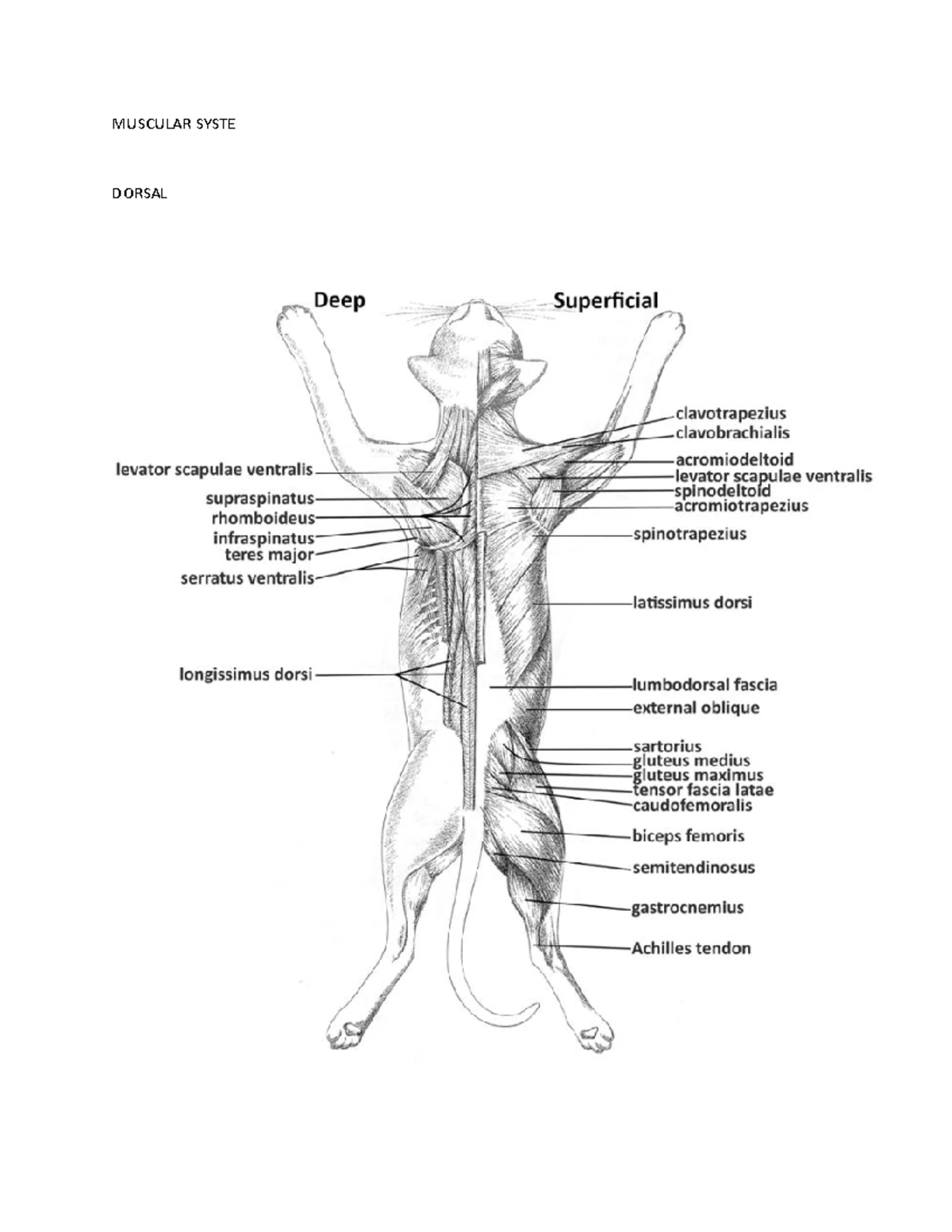 Dog vs cats - comparison anatomy - Difference between the Dog and Cat ...
