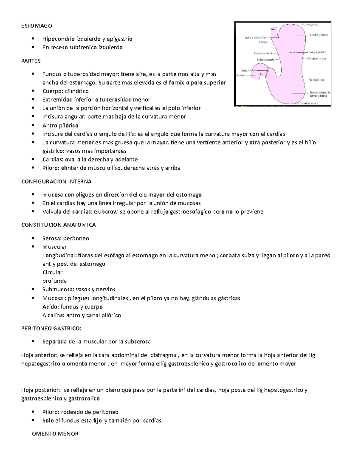 Estomago - resumen latarjet - ESTOMAGO Hipocondrio izquierdo y ...