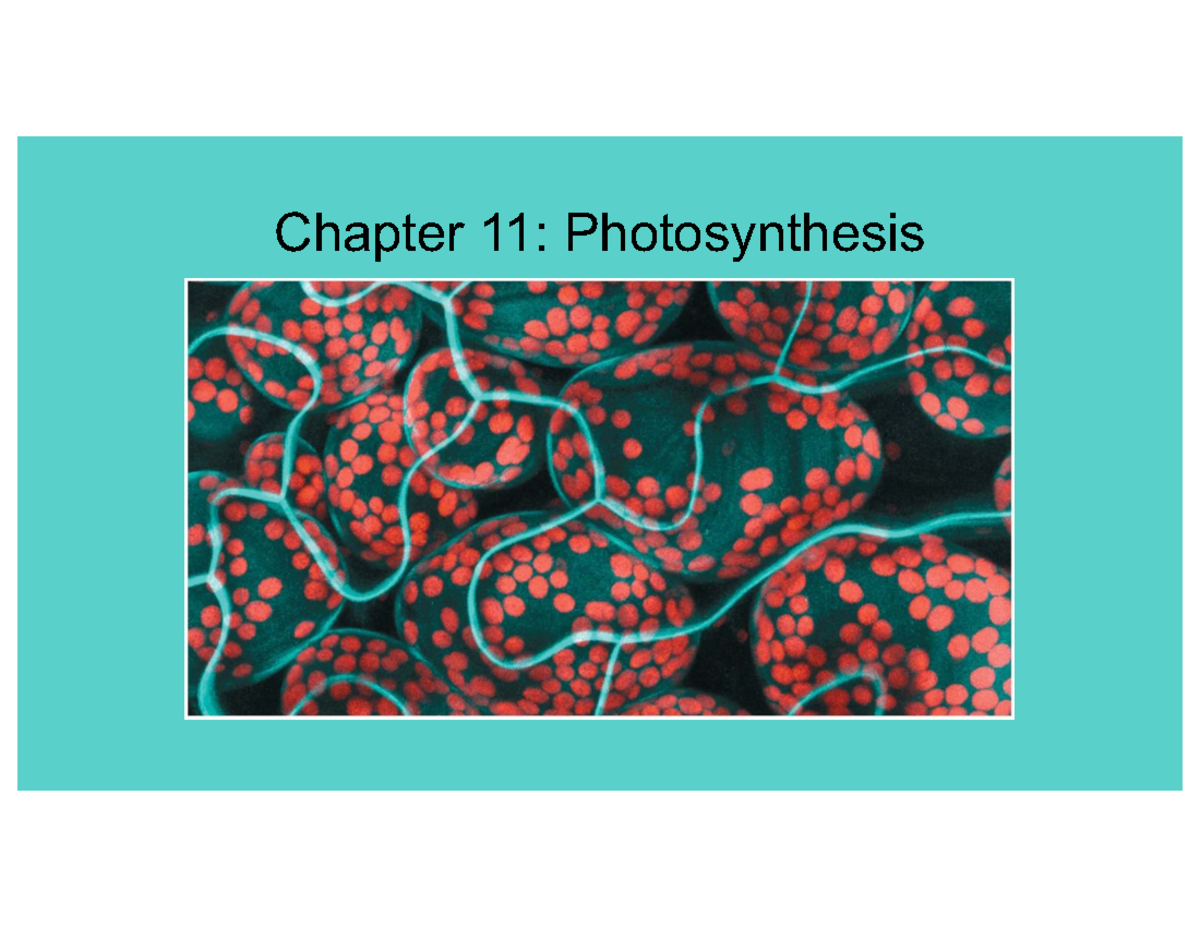 Chapter 11: Photosynthesis & Calvin Cycle Mechanisms - Studocu