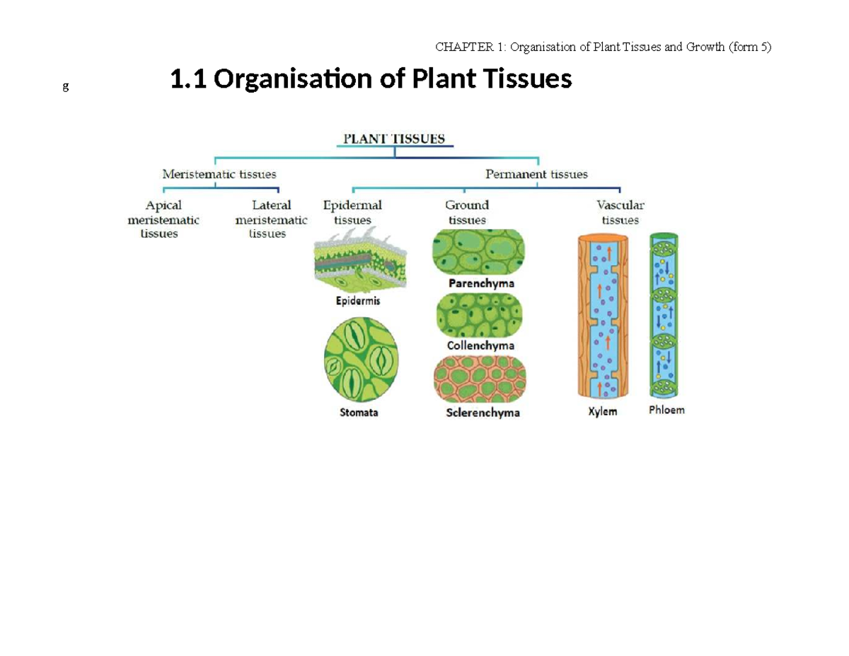 F5 CHAPTER 1: Organisation of Plant Tissues and Growth Notes - Studocu