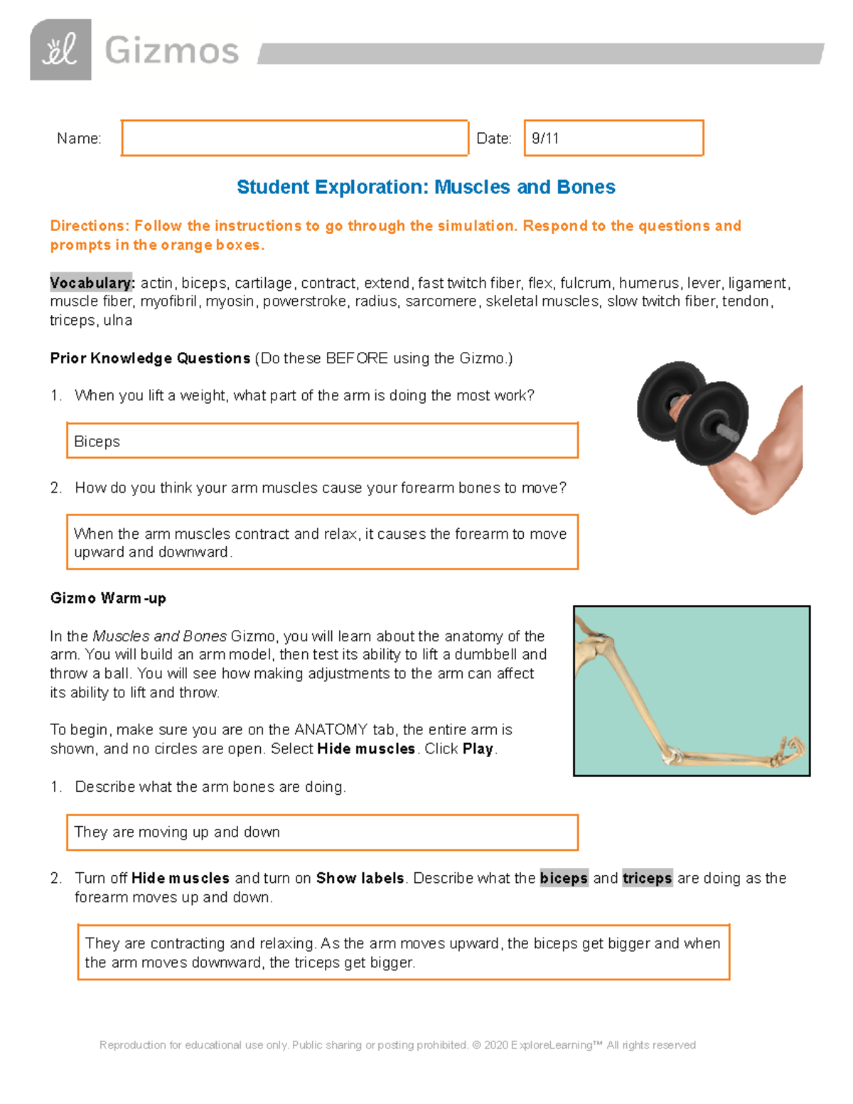 Muscle & Bones Exploration: Gizmo Simulation Guide for Understanding ...