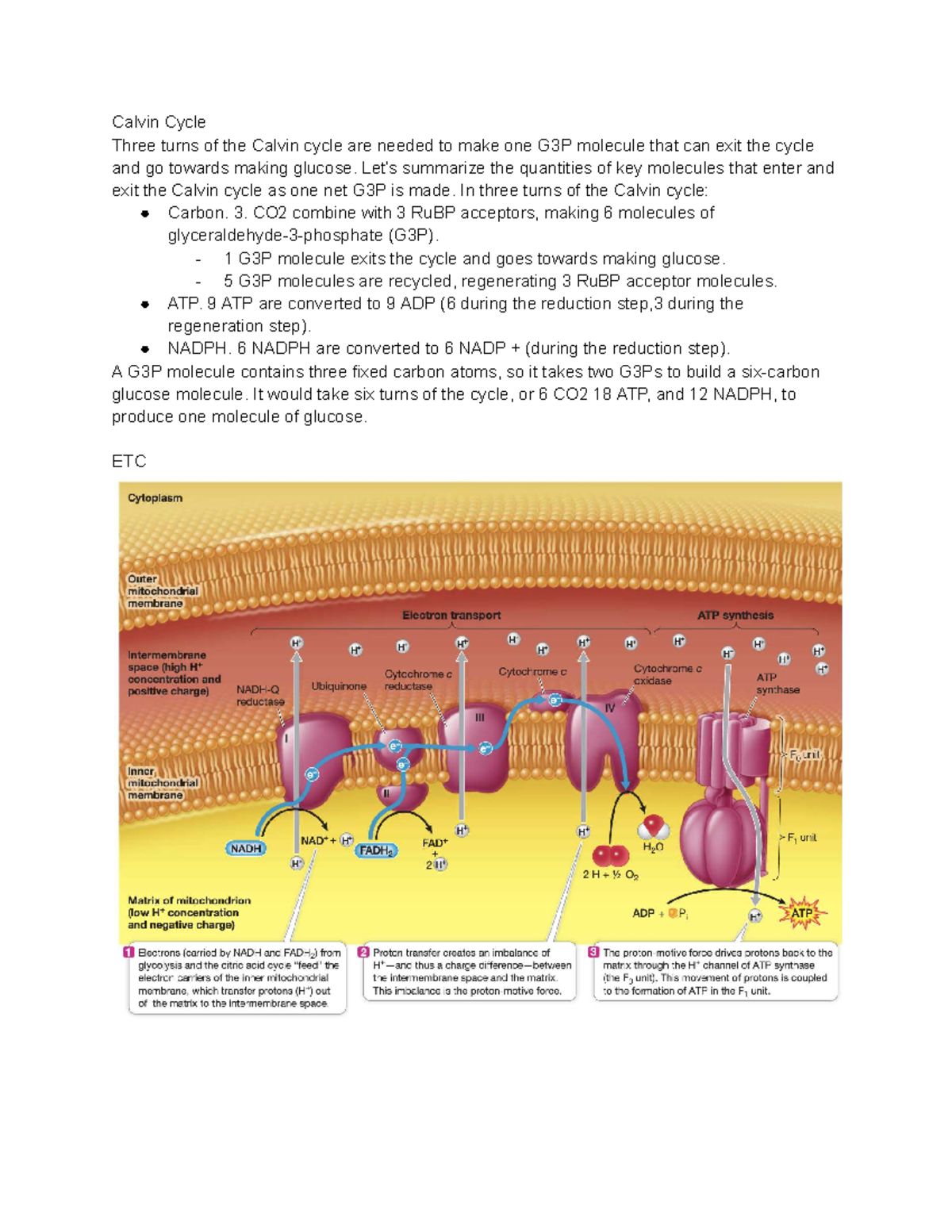 Calvin Cycle Overview: Key Molecules and Energy Flow in Photosynthesis ...