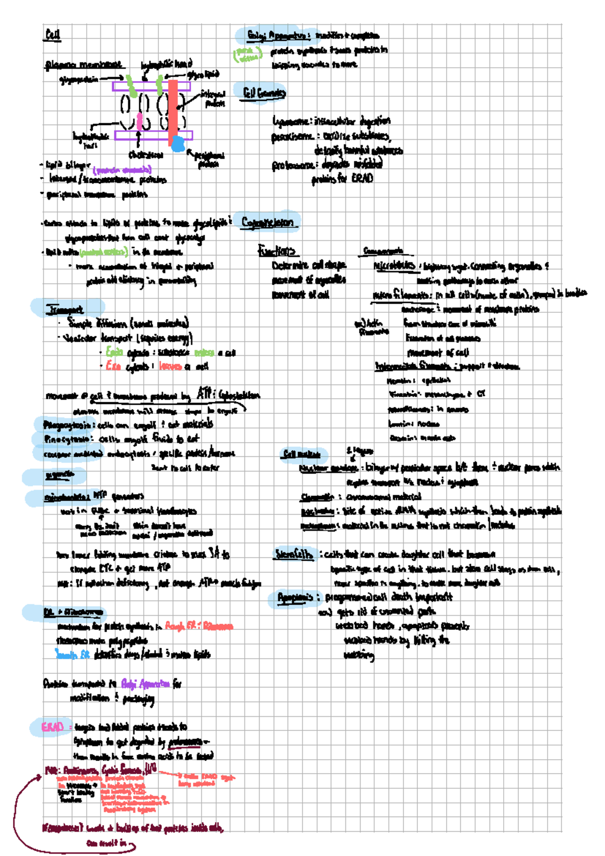 "Cell Biology: Golgi Apparatus & Membrane Functions (BIO101)" - Studocu