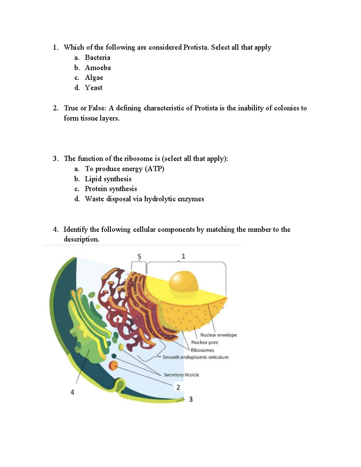 Final Exam Review: Protista, Cellular Components & Viruses (BIO101 ...