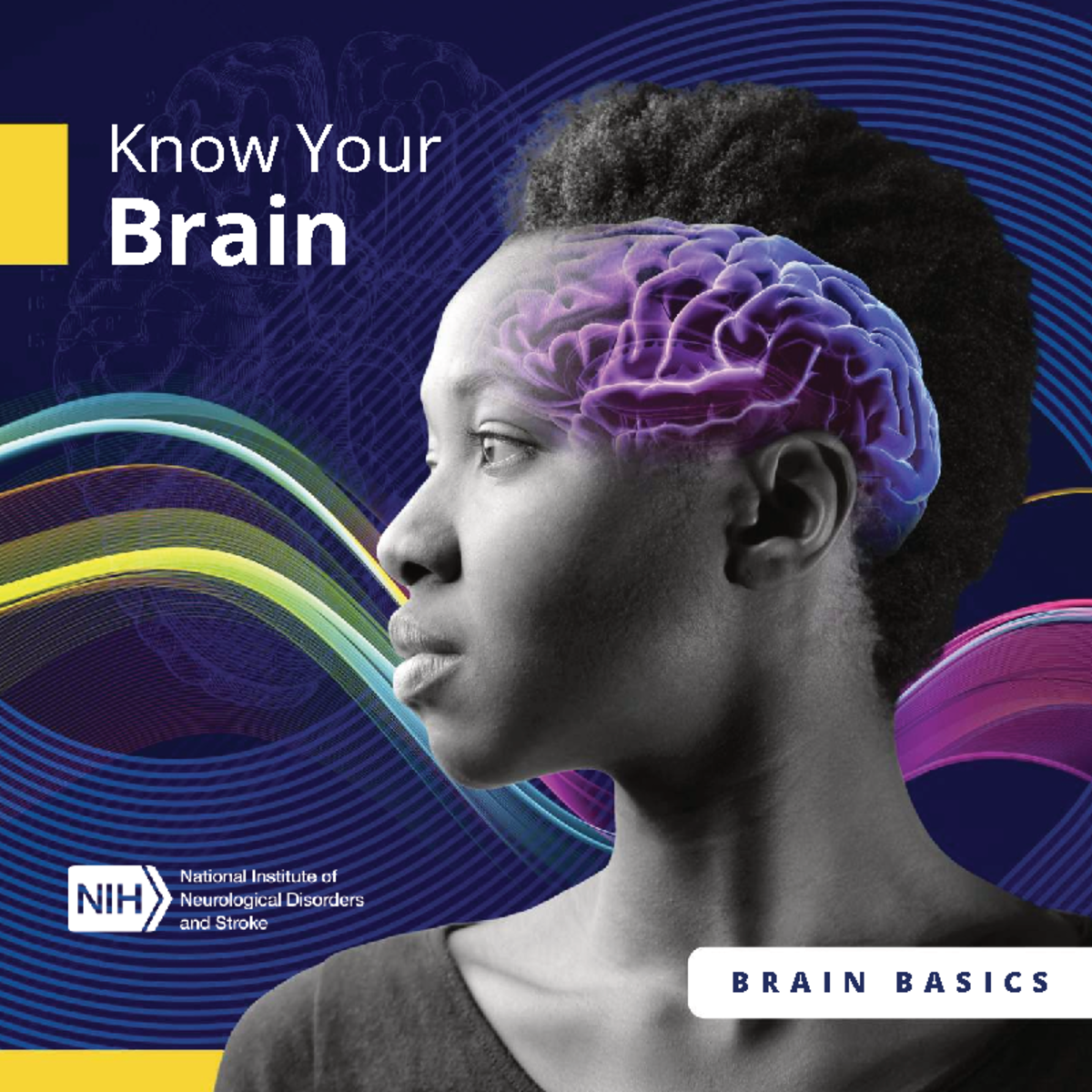 Understanding Your Brain: A Basic Introduction to Brain Basics SU3 ...