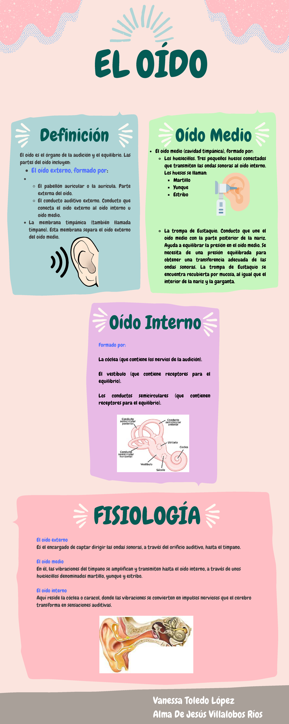 Oído - Infografía Completa del Oído y su Fisiología - Studocu
