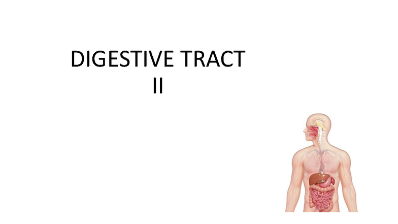 Lecture IV - Digestive Tract II: Stomach Structure & Function - Studocu