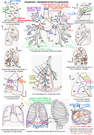 372 POUMONS SEGMENTATION PULMONAIRE : ANATOMIE ET FONCTION DES LOBULES ...
