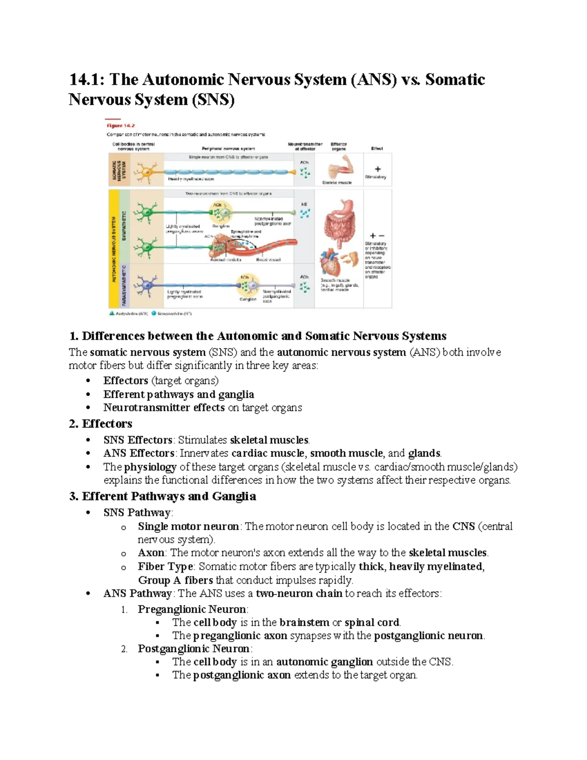 14: Key Differences Between ANS and SNS: A Comprehensive Study - Studocu
