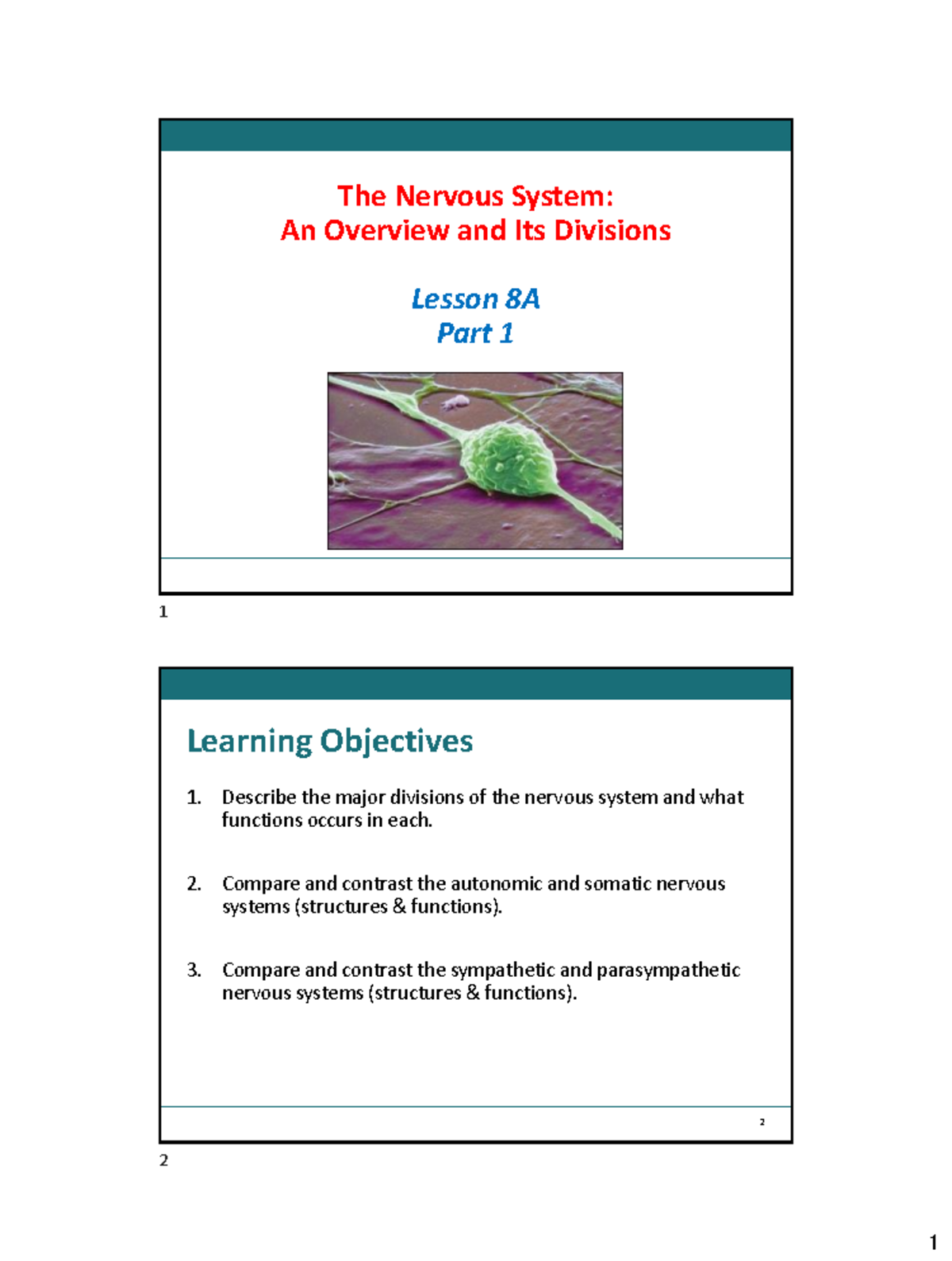 The Nervous System: Overview, Divisions, and Functions (Lesson 8A ...