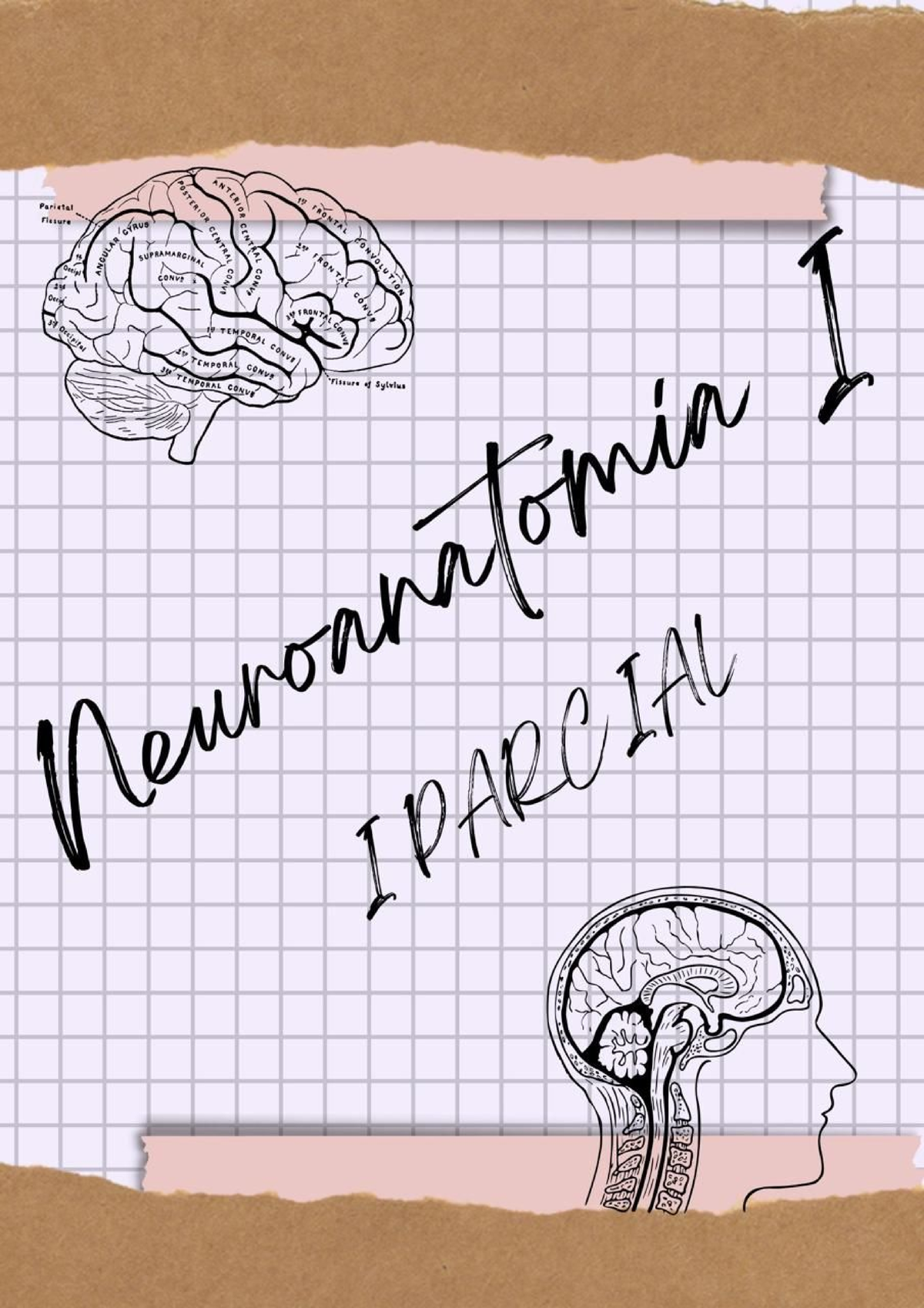 Neuroanatomía l - l Parcial - Parietal Fissure TRUS CONVE CONVE of ...