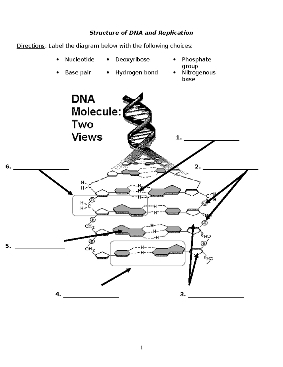 6.5 DNA Strucuture and Replication original - Structure of DNA and ...