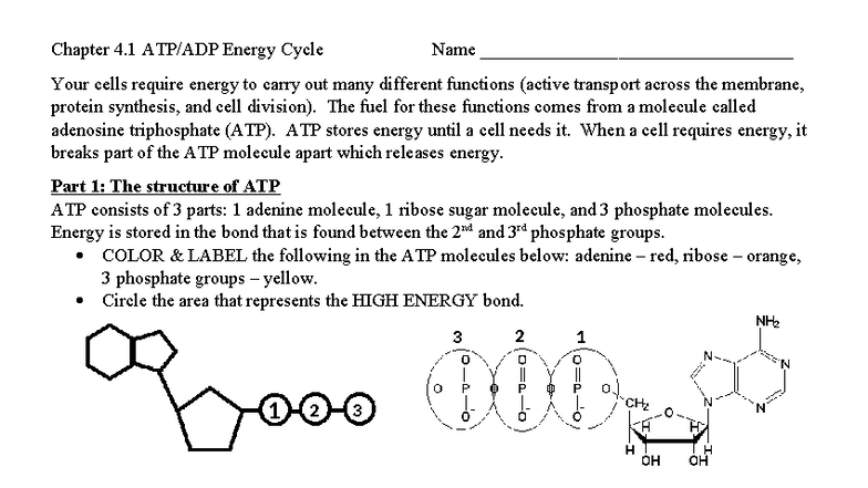 ATP and ADP Cycle - Bio Test Notes - Studocu