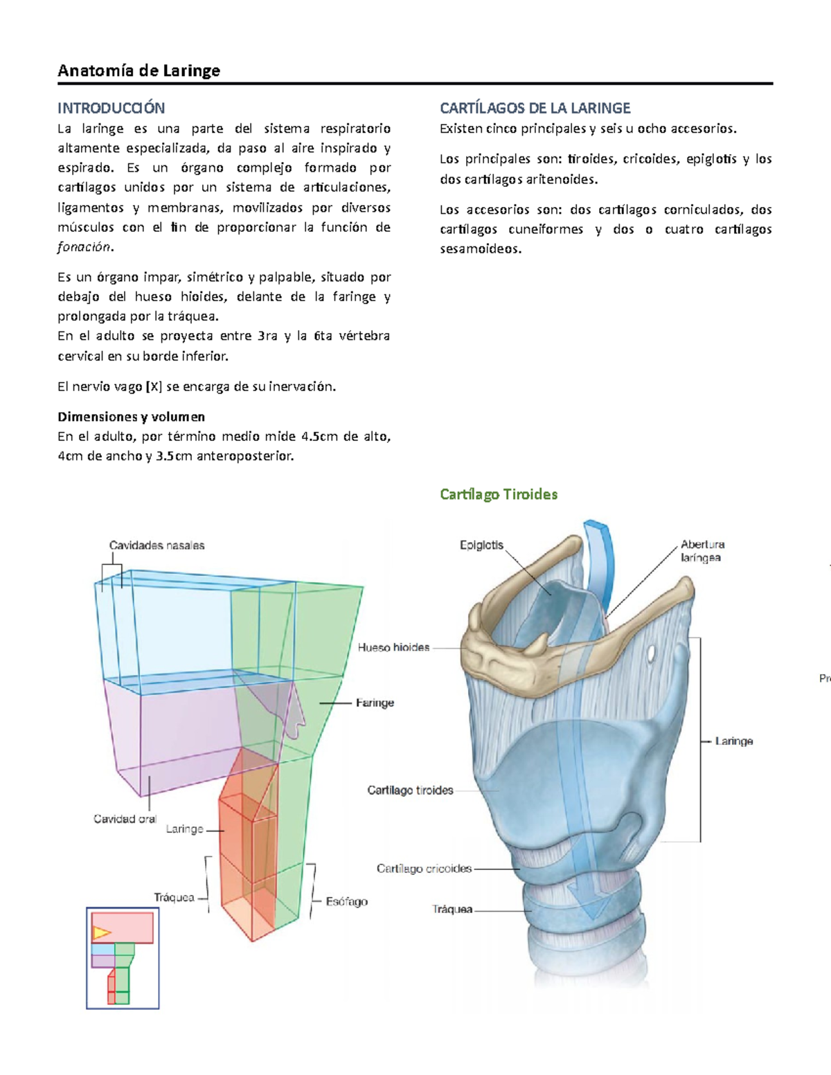 Resumen de Anatomía de Laringe - de Laringe DE LA LARINGE La laringe es ...