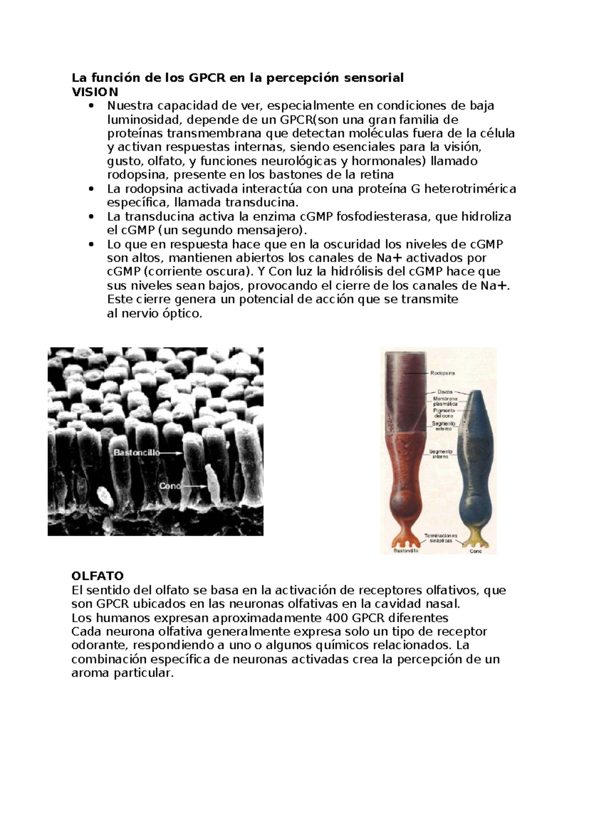 Expo de Biología Celular: Función de los GPCR en la Percepción ...