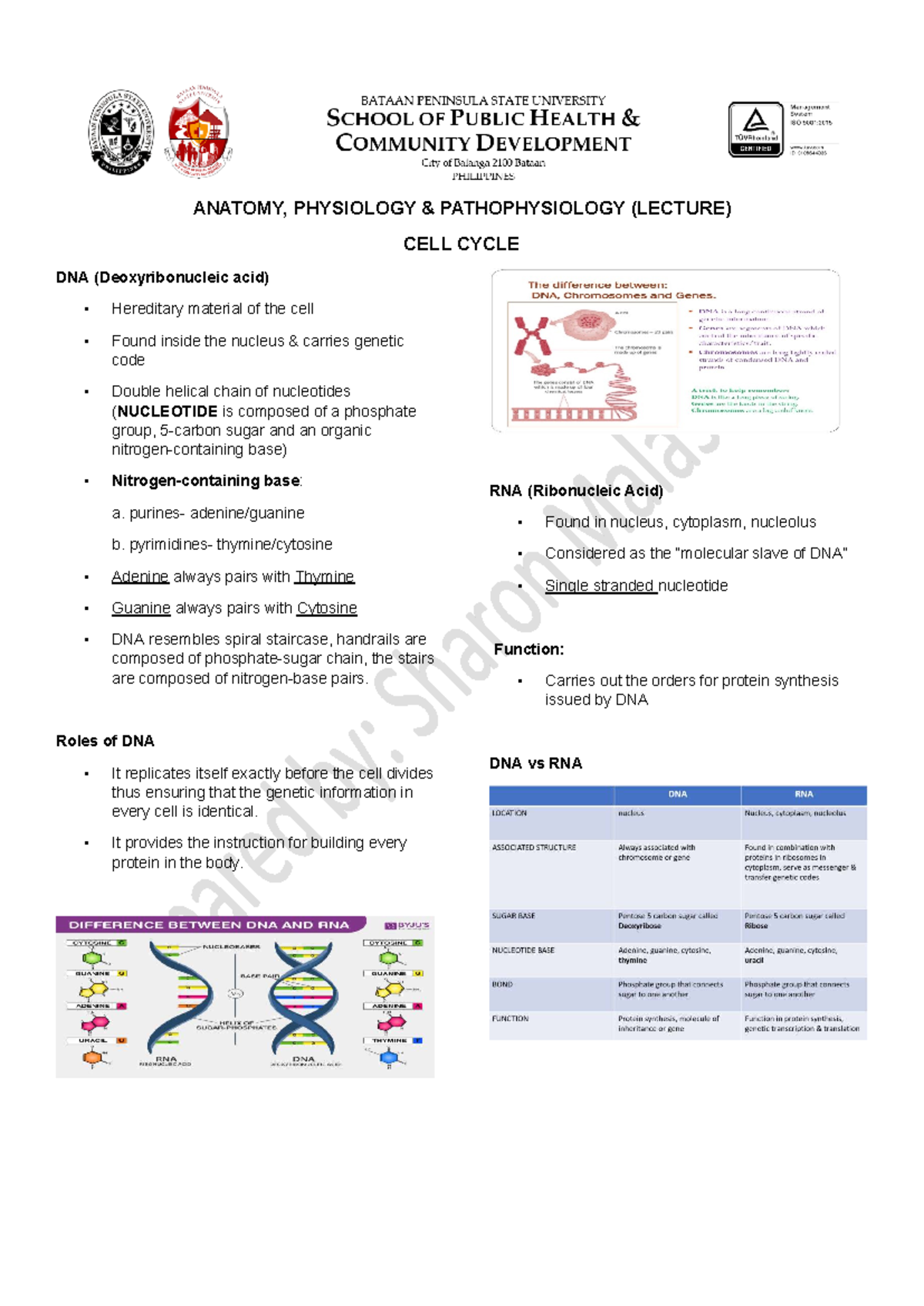 ANATOMY, PHYSIOLOGY, PATHOPHYSIOLOGY (LECTURE) CELL CYCLE & DNA ...