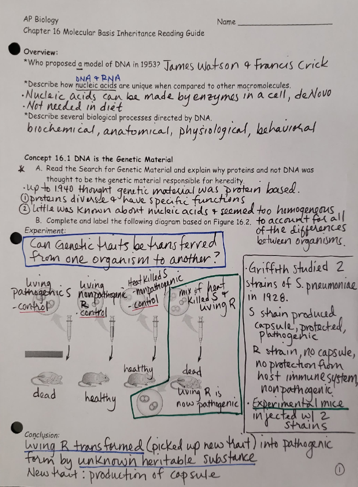 Ch 16 R.G. Teacher copy without DNA Modeling pics - AP Biology Name ...