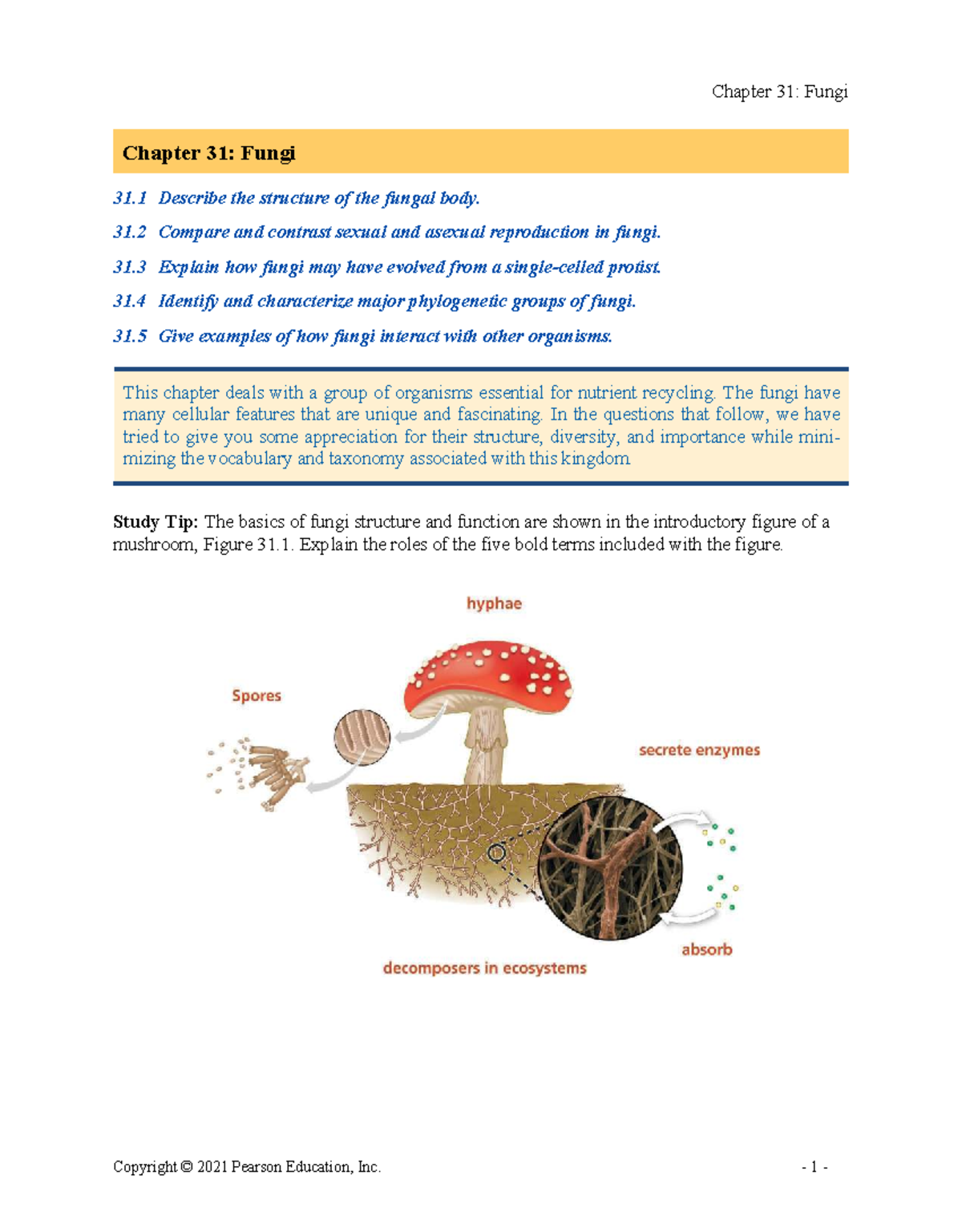 Bio12 ARG 31 - Quiz Notes on Fungi: Structure & Ecology (Bio 1407 ...