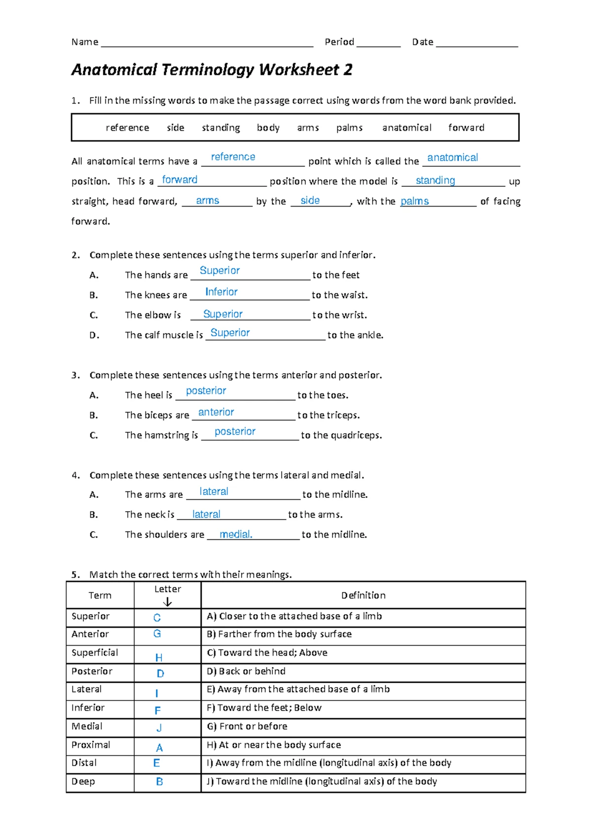 HW 3 tissues worksheet - Matching review sheet of Tissue Types - Name ...