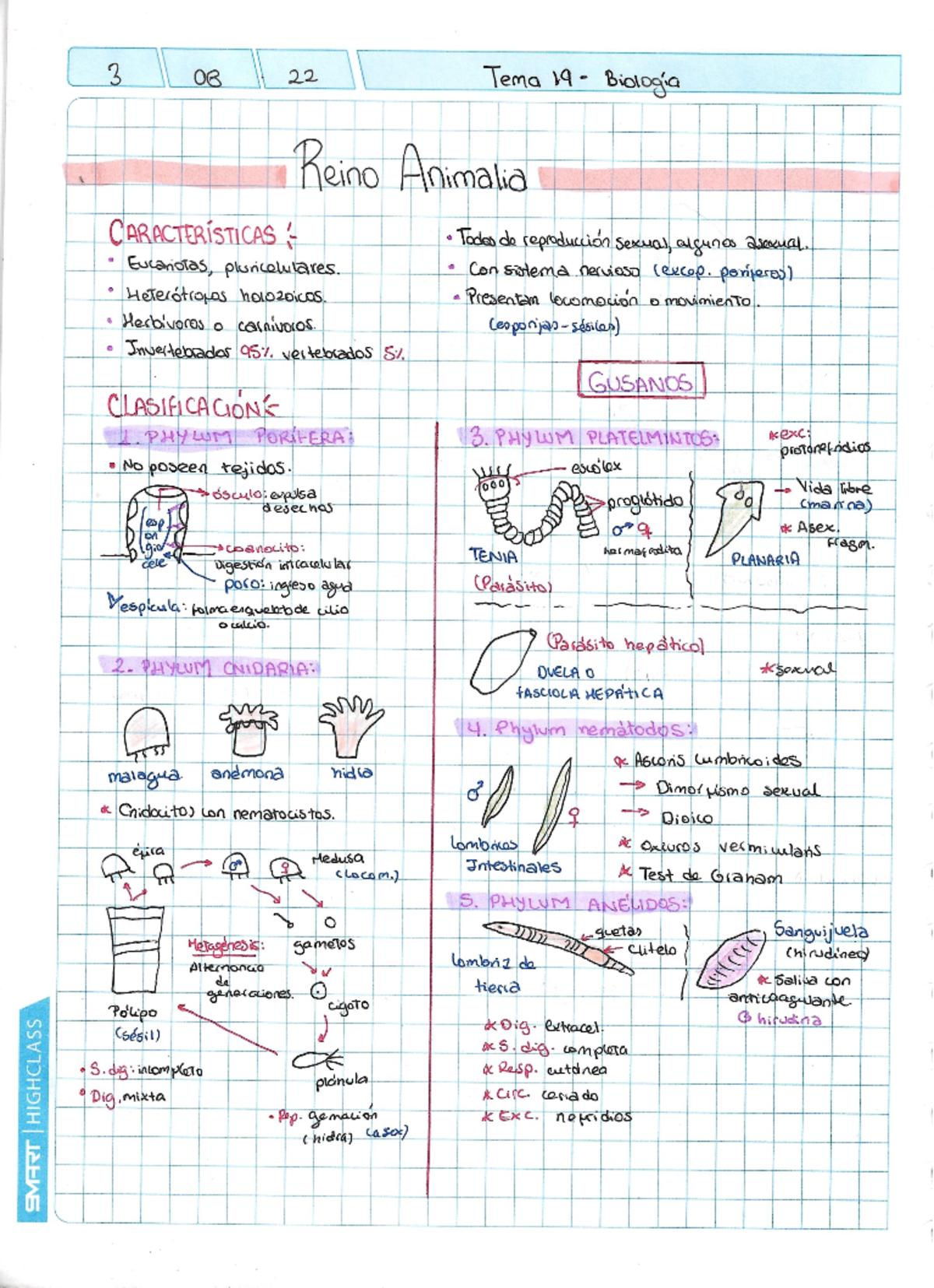 Reino Animalia - Características y Clasificación de Phyla 3 OB 22 - Studocu