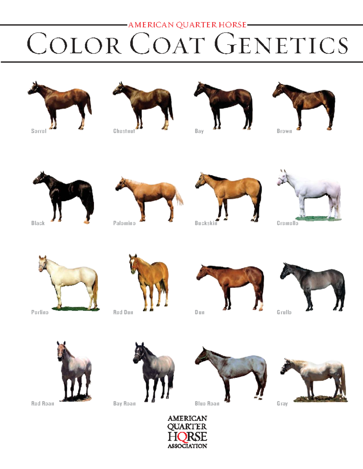 American Quarter Horse Color Genetics Overview: SORREL, BAY, & More ...